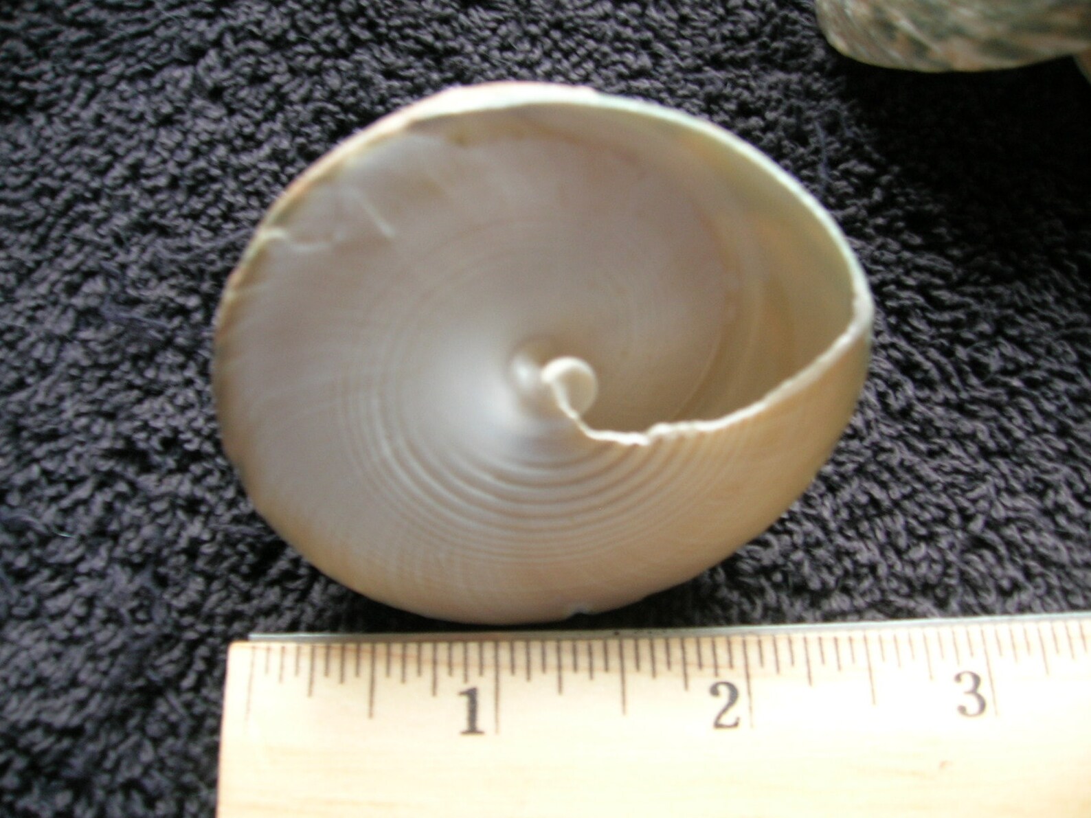 SET of 6 Natural Green Trochus Shells 2 1/8" Wide Seashell Sea Ocean ...