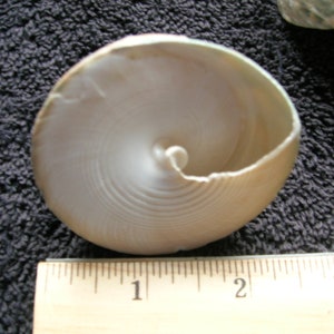 SET of 6 Natural Green Trochus Shells 2 1/8" Wide Seashell Sea Ocean ...