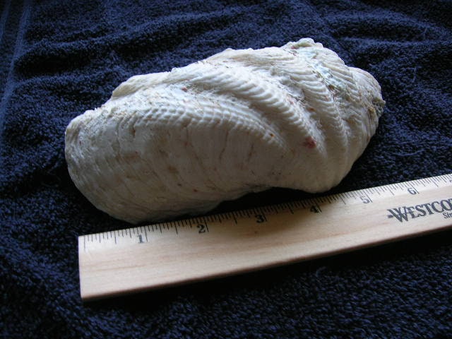 REAL Ruffled Clam Shell Tridacna Giant Clam Oyster Sea Shell Seashells ...
