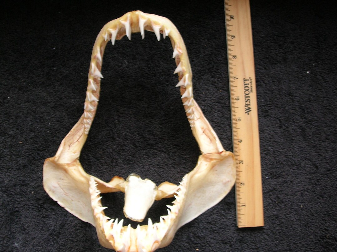 REAL MAKO Shark JAW Jaws Taxidermy Fish Mount Skull Skeleton Fishing ...