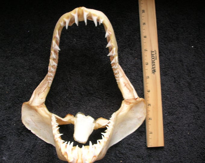 REAL MAKO Shark JAW Jaws Taxidermy Fish Mount Skull Skeleton Fishing ...