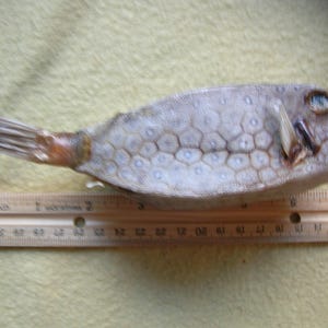 Real Dried Cowfish Boxfish Sharks Ray Shark Taxidermy Jaw Jaws Teeth ...