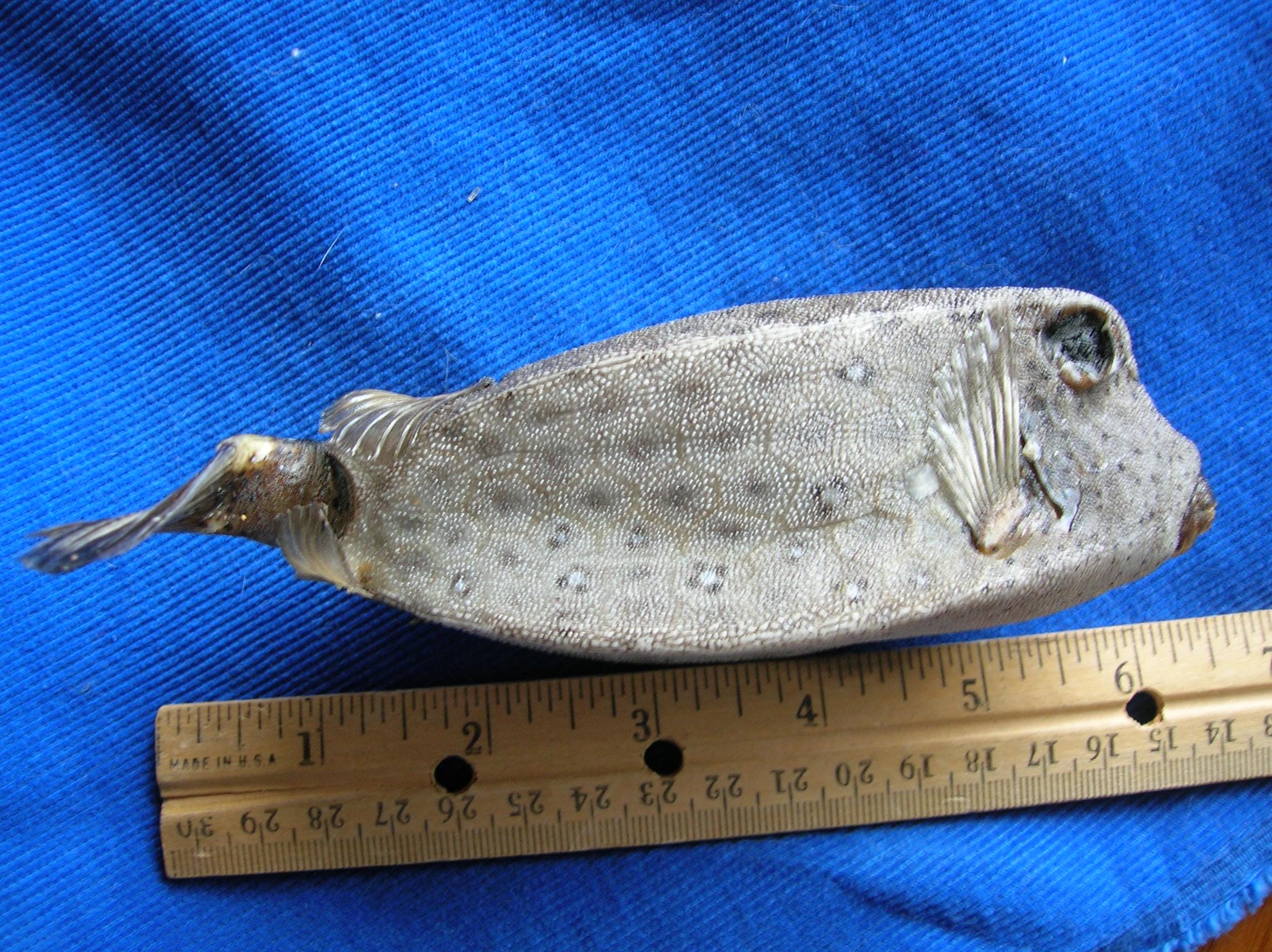 Real Dried Cowfish Boxfish Sharks Ray Shark Taxidermy Jaw Jaws Teeth Skull Skeleton Fish Mount ...