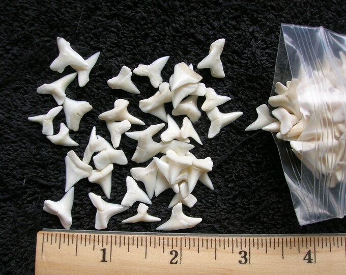 Set of 100 REAL SHARK Teeth 3/8" to 1/2" Long Assorted Types Craft ...