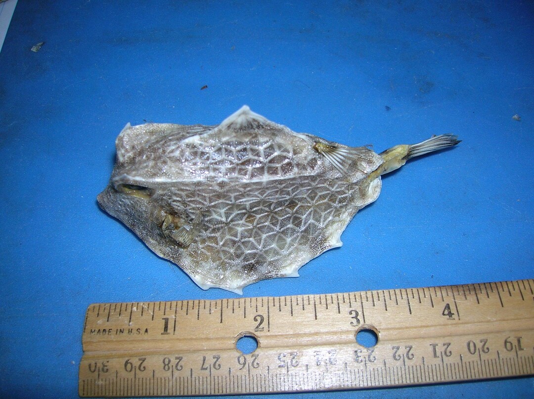 Real Dried Cowfish Boxfish Sharks Ray Shark Taxidermy Jaw Jaws Teeth ...