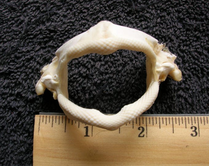 REAL SHARK JAW Jaws Taxidermy Fish Mount Skull Skeleton Fishing Bone ...