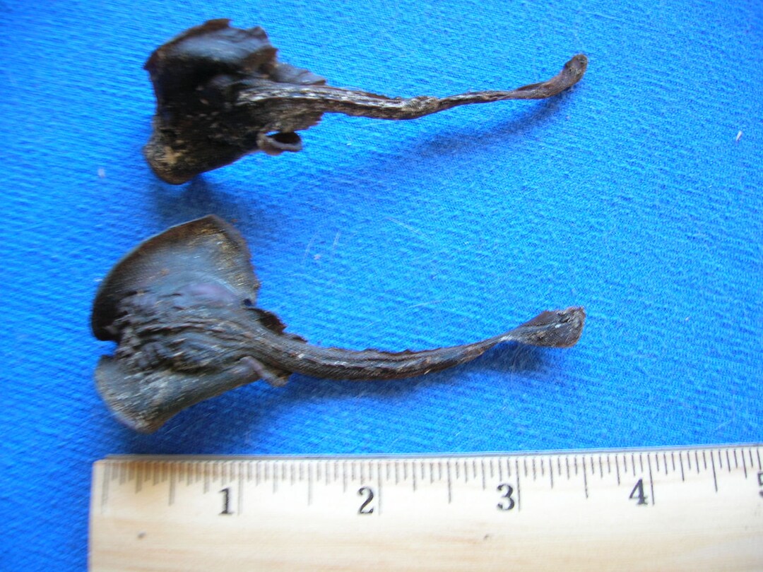 Set of 2 Tiny, Real Dried Thornback Rays Shark Sharks Jaw Jaws ...