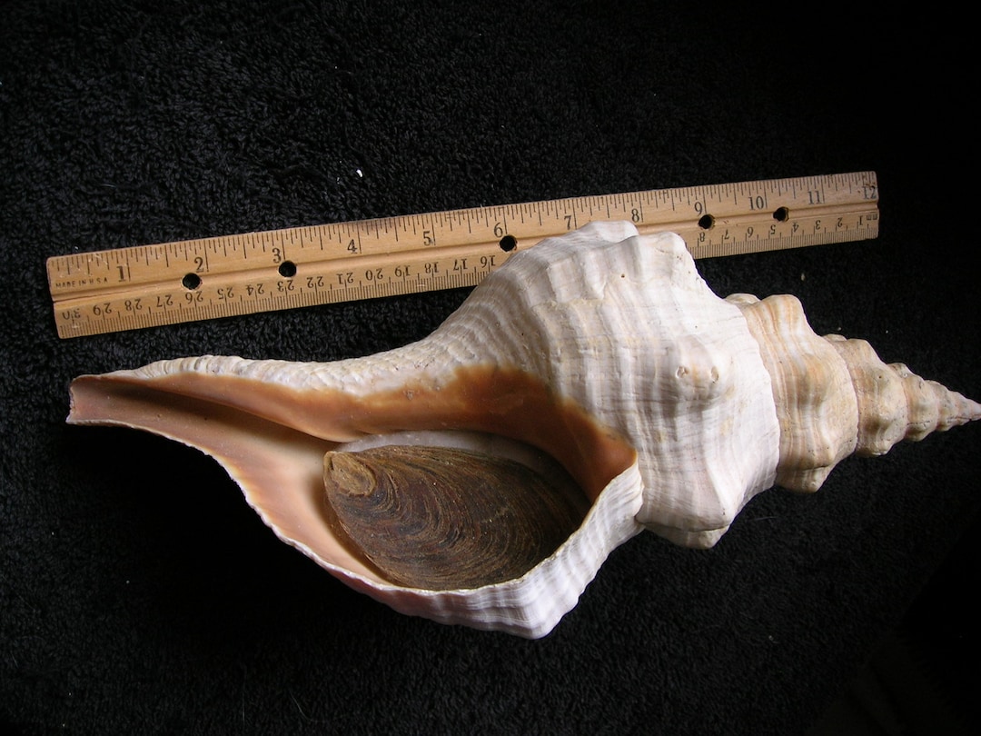AMAZING Horse Conch Seashell Shells With Operculum 11 1/2" Long Ocean ...