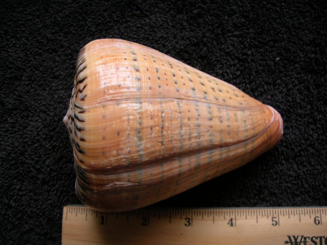 LARGE CONE SHELL Beech Conus Seashell Oddity Cones Conch Seashells - Etsy
