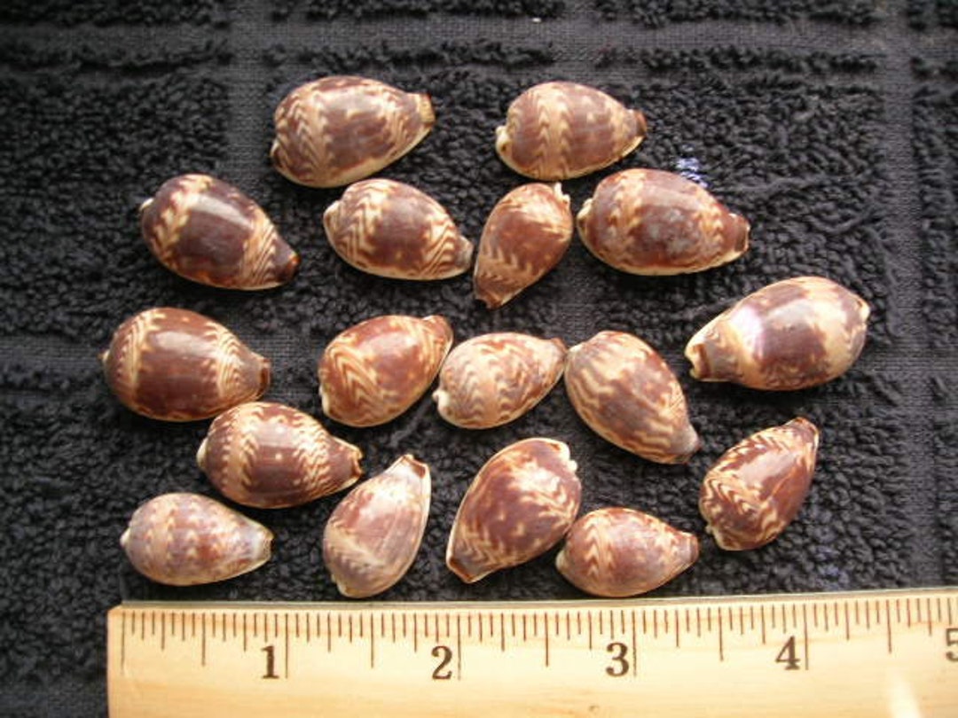 Set of 17 Dawn Daybreak Cowry cypraea Diluculum SEA SHELLS Cowries Arts ...