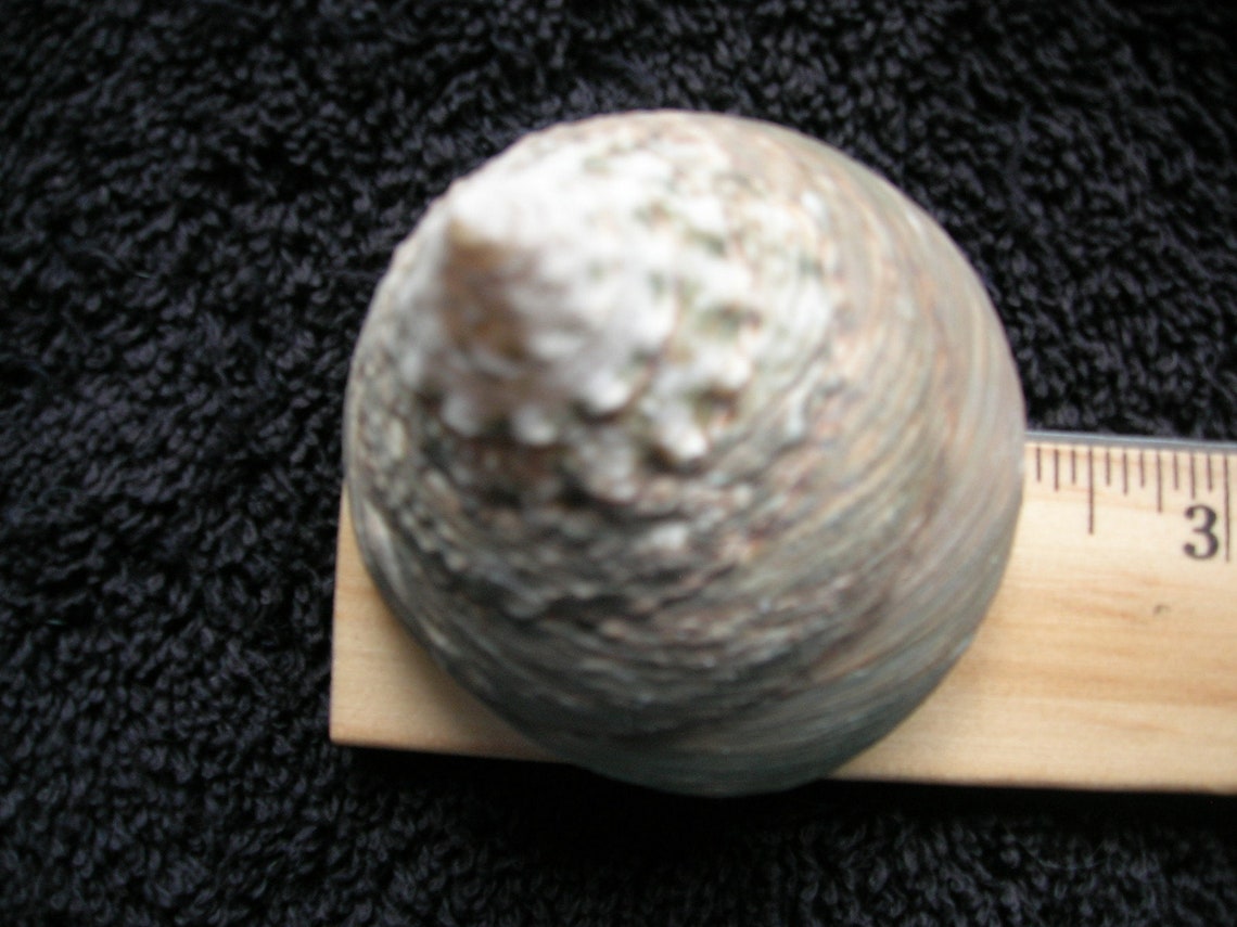 SET of 6 Natural Green Trochus Shells 2 1/8" Wide Seashell Sea Ocean ...