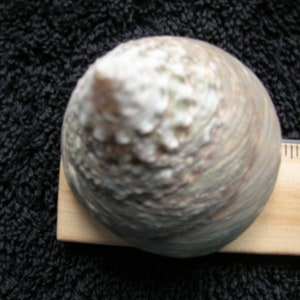 SET of 6 Natural Green Trochus Shells 2 1/8" Wide Seashell Sea Ocean ...