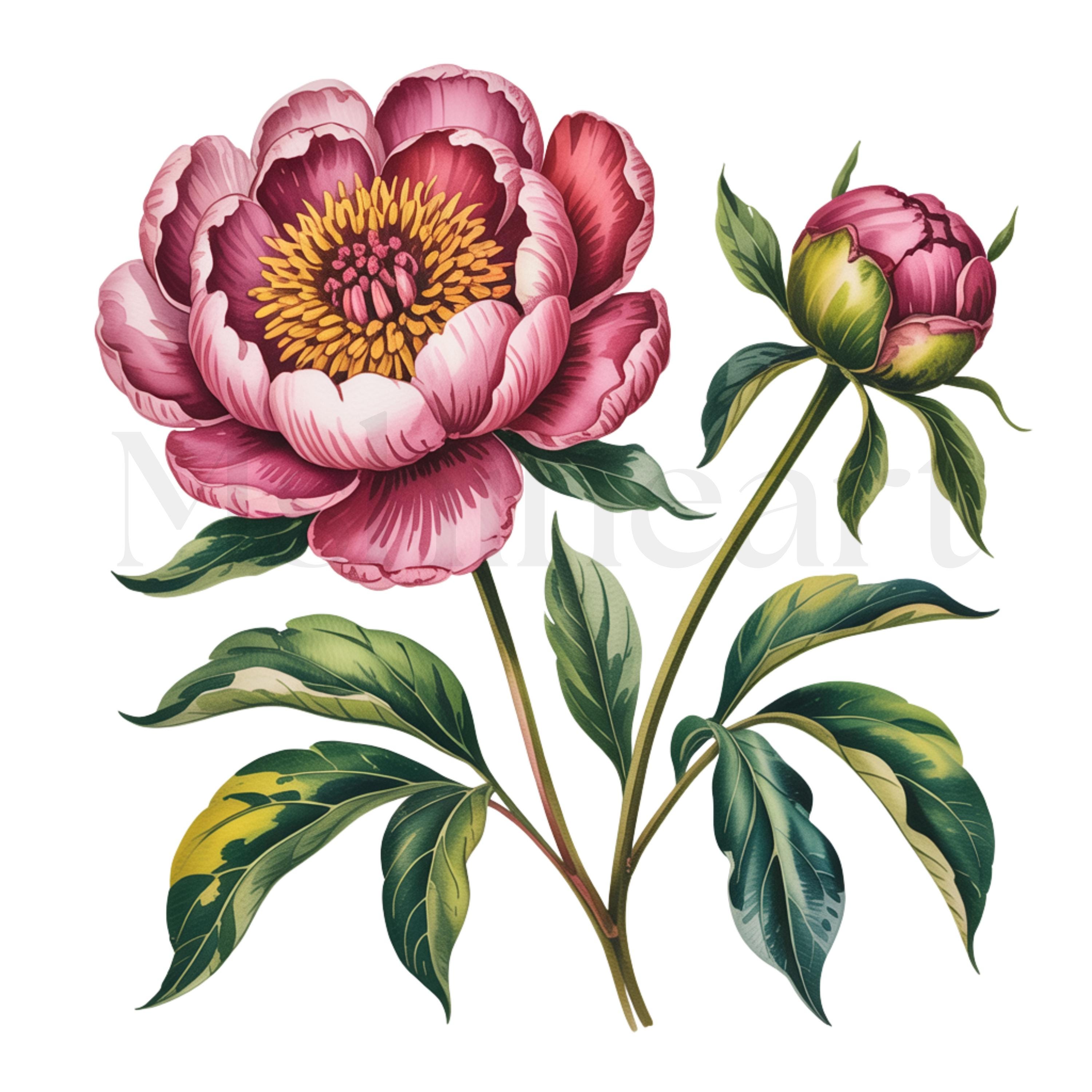 21 Peonies Watercolor Clipart Set 1 - MSHIHEART - Etsy
