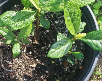 Dwarf Loquat Tree | Etsy