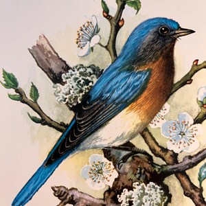 PH Gonner Print - Vintage Eastern Blue Bird Lithograph - 1973 Donald ...