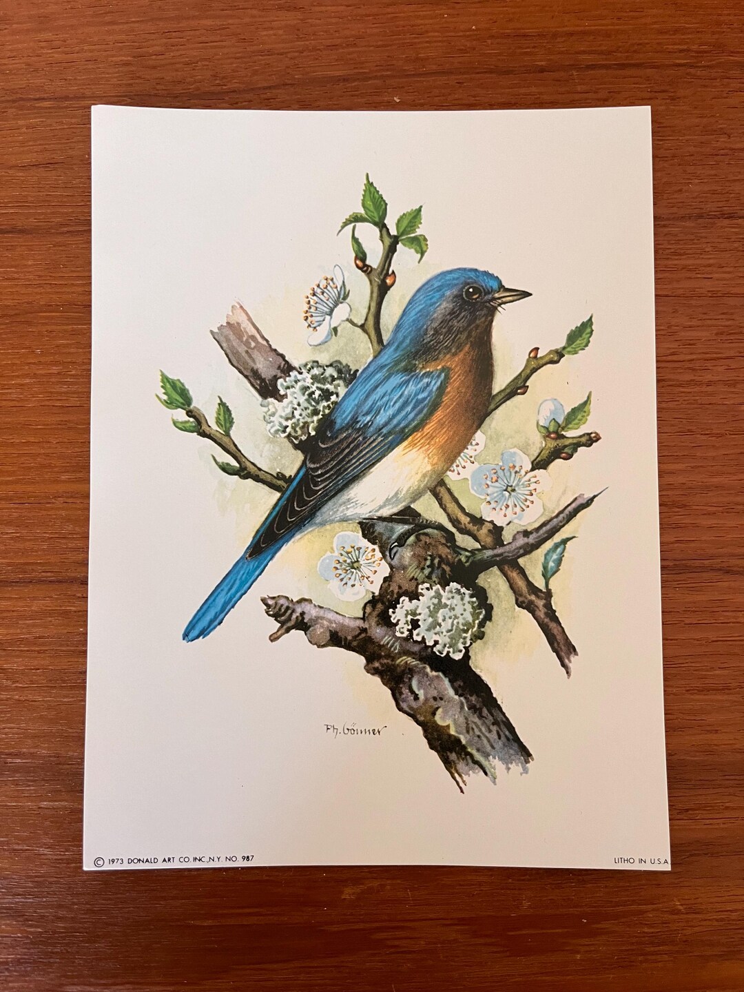 PH Gonner Print - Vintage Eastern Blue Bird Lithograph - 1973 Donald ...