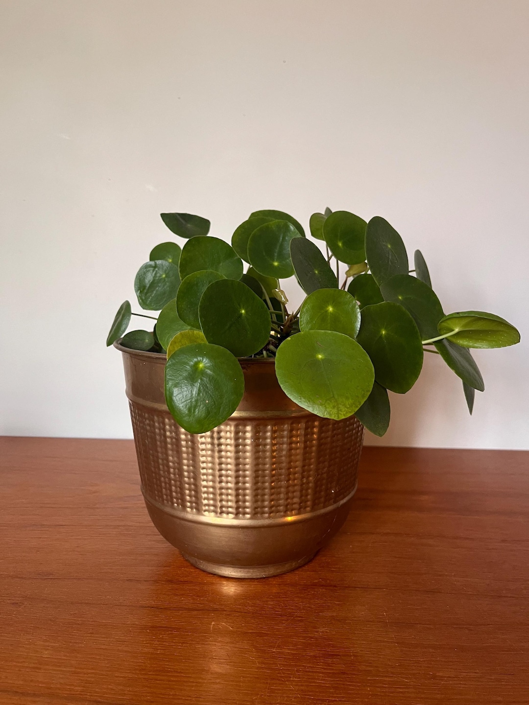 Brass Plant Pot - Brass Planter - Jardiniere - Hammered Details - Cache ...