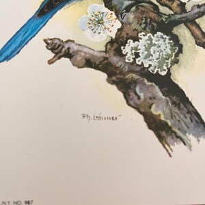 PH Gonner Print - Vintage Eastern Blue Bird Lithograph - 1973 Donald ...