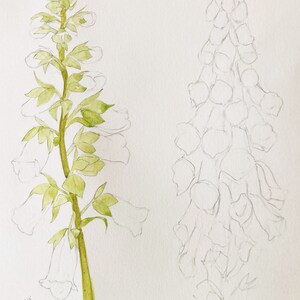 Watercolour Pink Foxgloves | Digitalis | Art Print A5/ A4/ A3| Wall Art ...