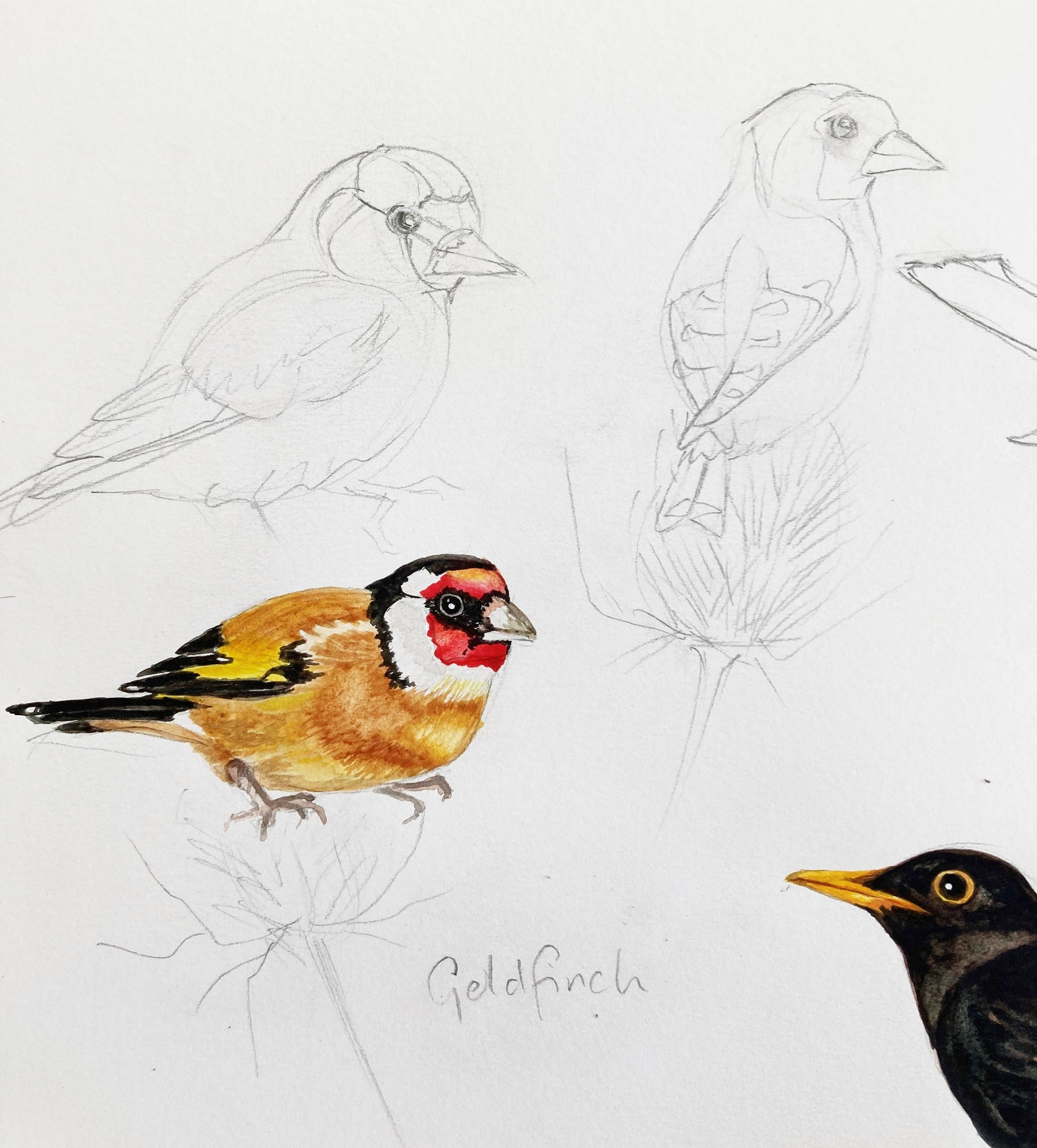 Watercolour Birds Goldfinches in Gorse Bush Art Print A5/A4/A3 Wall Art ...