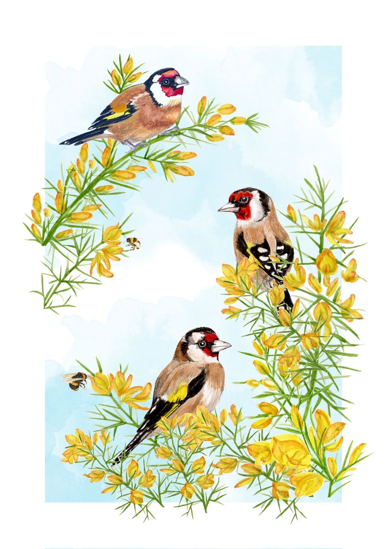 Watercolour Birds Goldfinches in Gorse Bush Art Print A5/A4/A3 Wall Art ...