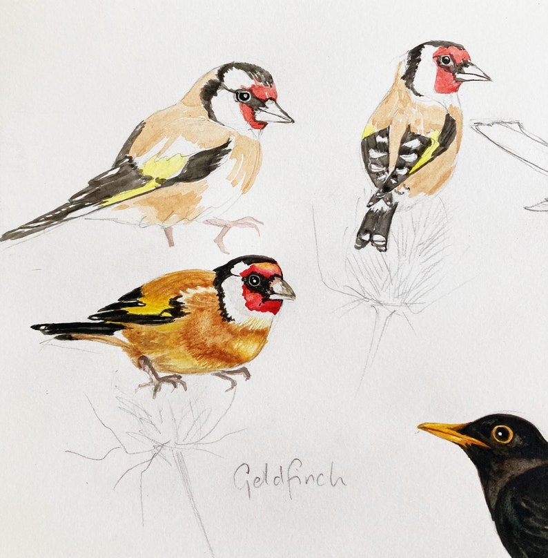 Watercolour Birds Goldfinches in Gorse Bush Art Print A4 | Etsy