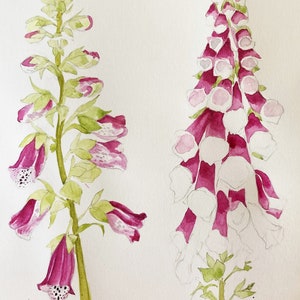Watercolour Pink Foxgloves | Digitalis | Art Print A5/ A4/ A3| Wall Art ...