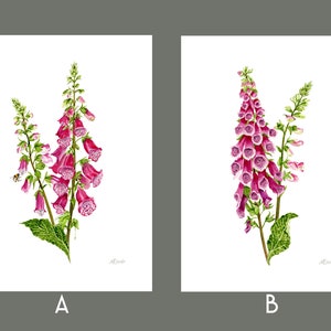 Watercolour Pink Foxgloves | Digitalis | Art Print A5/ A4/ A3| Wall Art ...