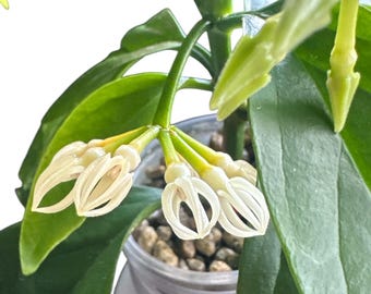 Hoya Decipulae UNROOTED Cuttings 1-node 2-leaf) - Etsy