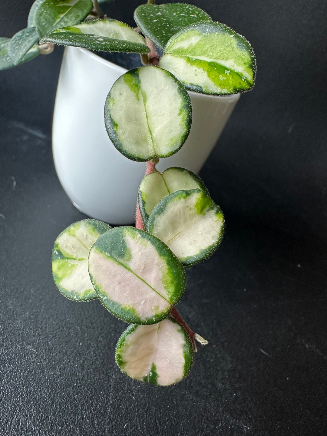 Hoya Cv Mathilde variegated - Etsy