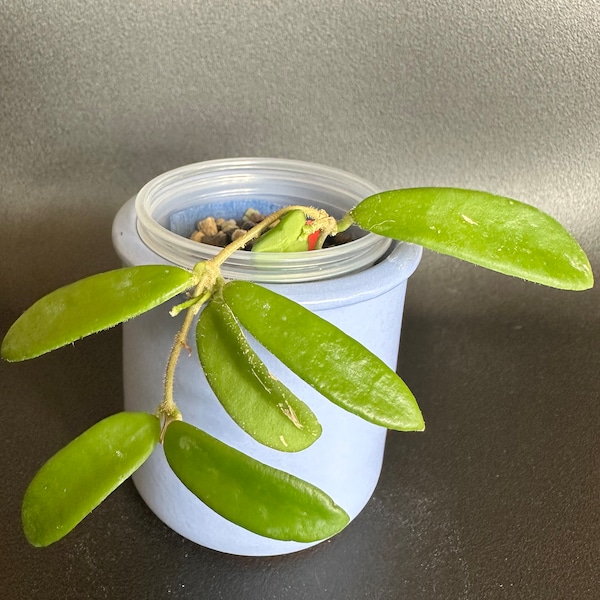 Hoya Lyi Prism - Etsy