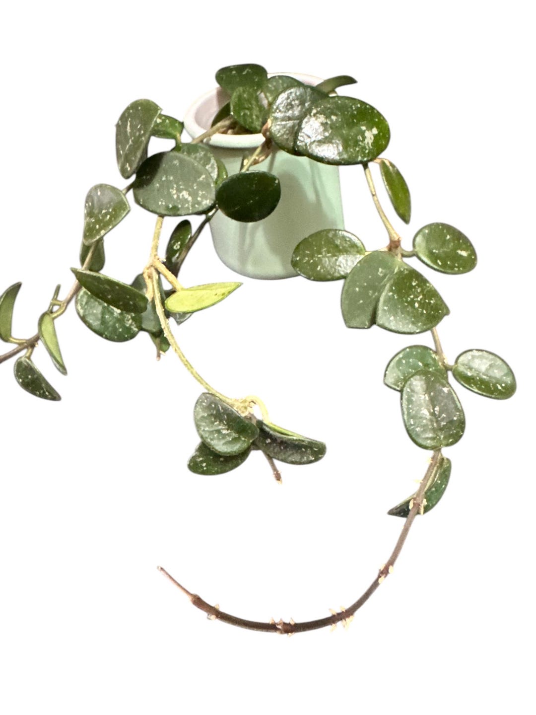 HOYA Cv MATHILDE - Etsy