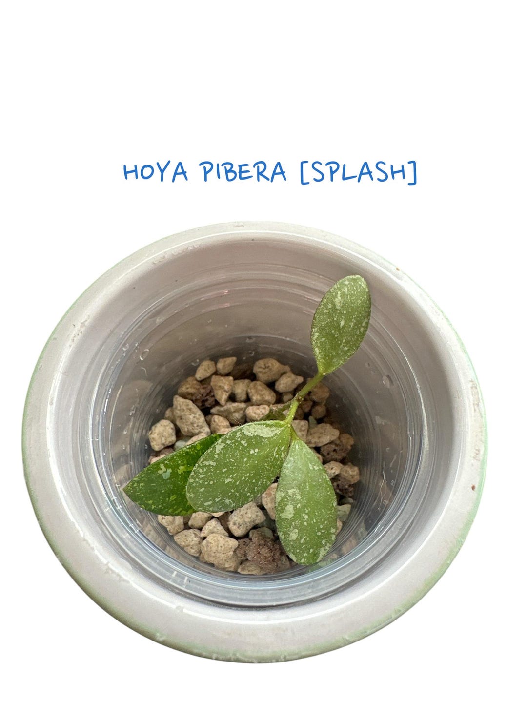 HOYA PUBERA [SPLASH] - Etsy