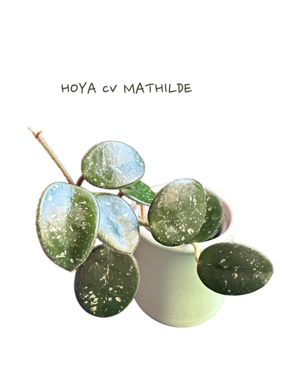 HOYA Cv MATHILDE - Etsy