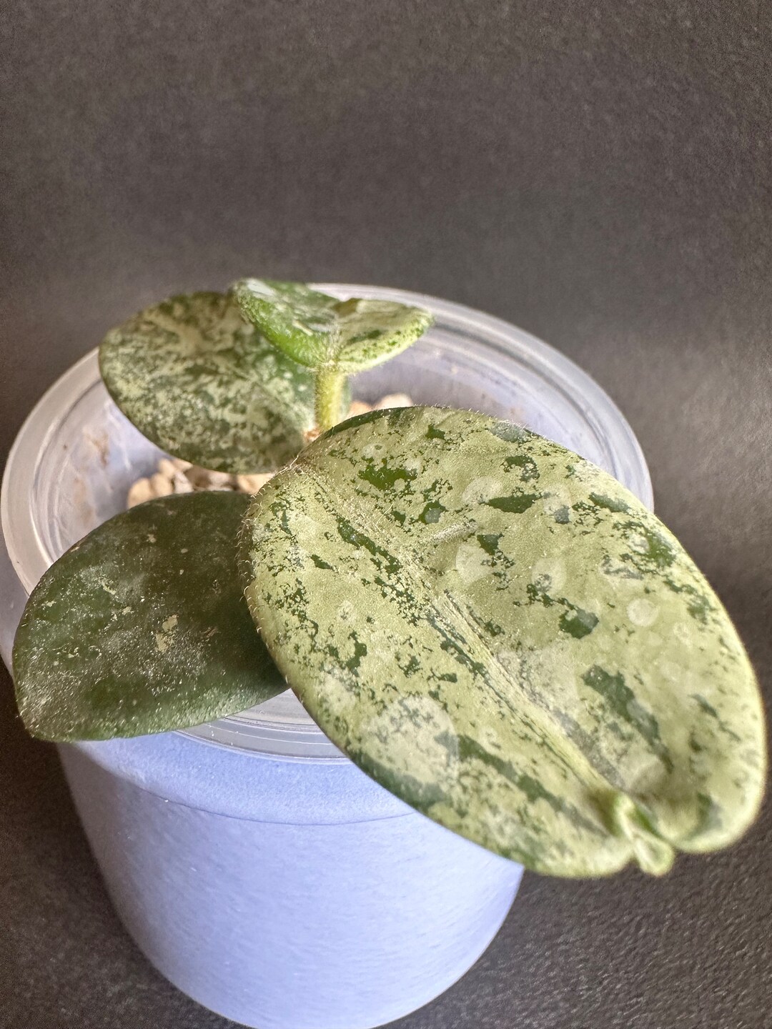 Hoya Cv Mathilde Splash - Etsy