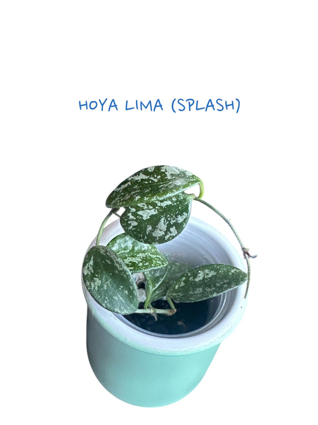 HOYA LIMA (SPLASH) - Etsy