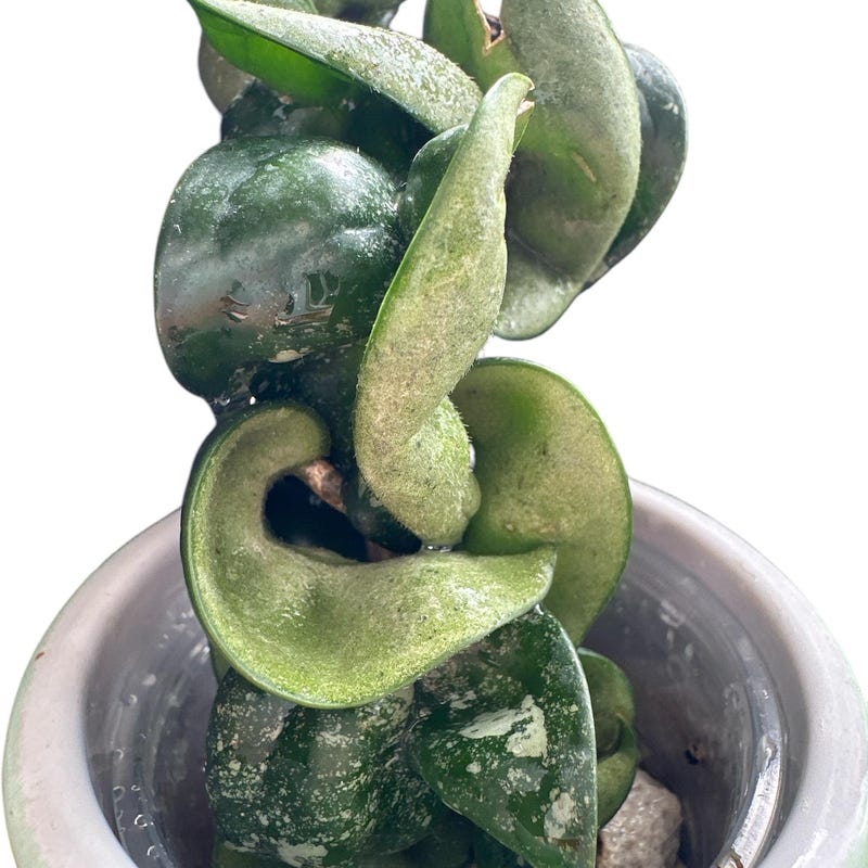 Hoya Compacta - Etsy