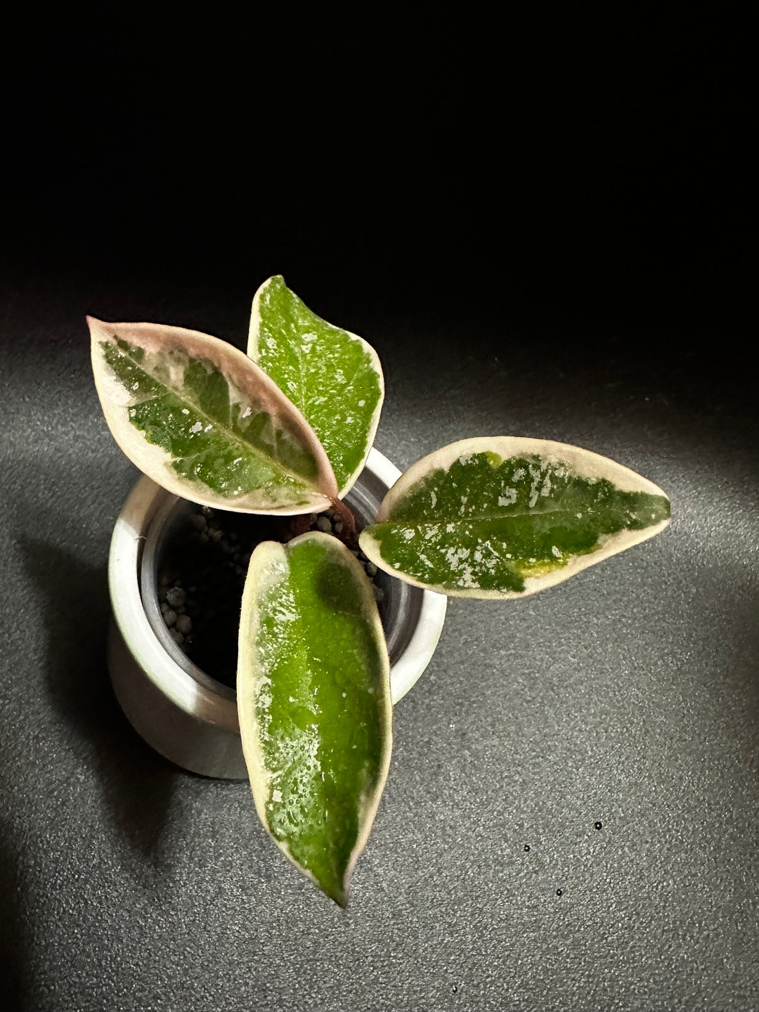 Hoya Carnosa krimson Queen splash - Etsy