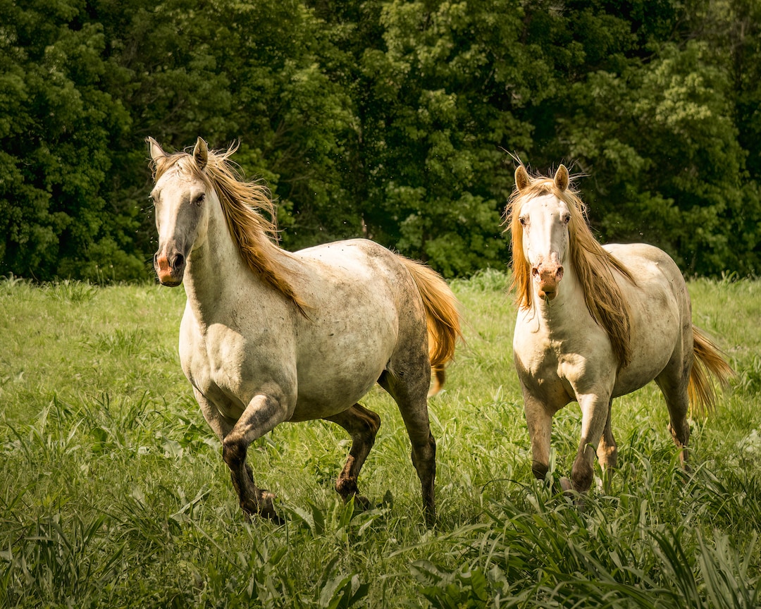 Horses in the Wild. the Majesty of Eminence Exquisite Photographs ...