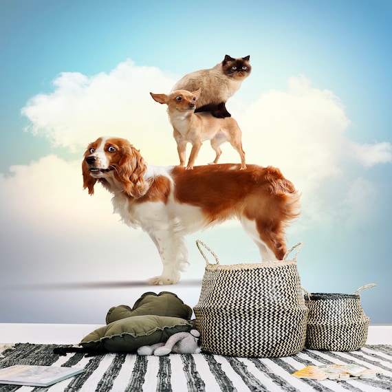 Funny Dogs And Cats Wallpaper