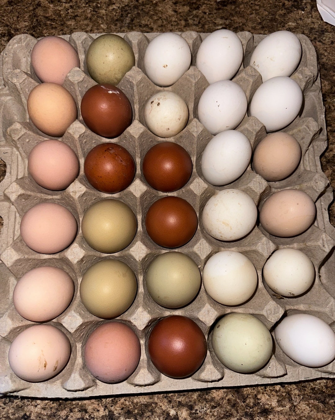 Fertilized Eggs Organic Eggs Cage Free Free Range Chicken - Etsy