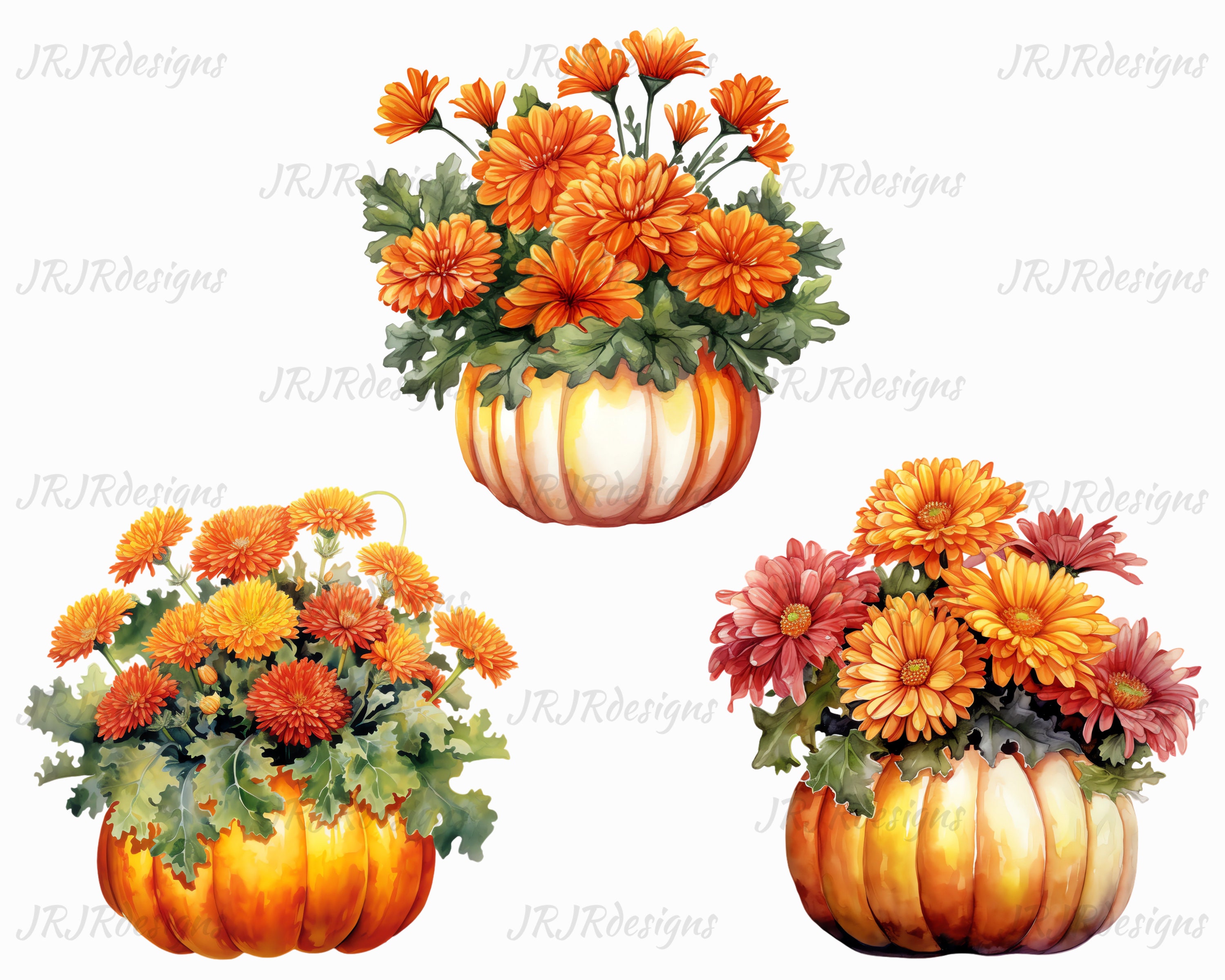 20 Mums in a Pumpkin Clipart Bundle 300 DPI Watercolor Fall Flowers ...