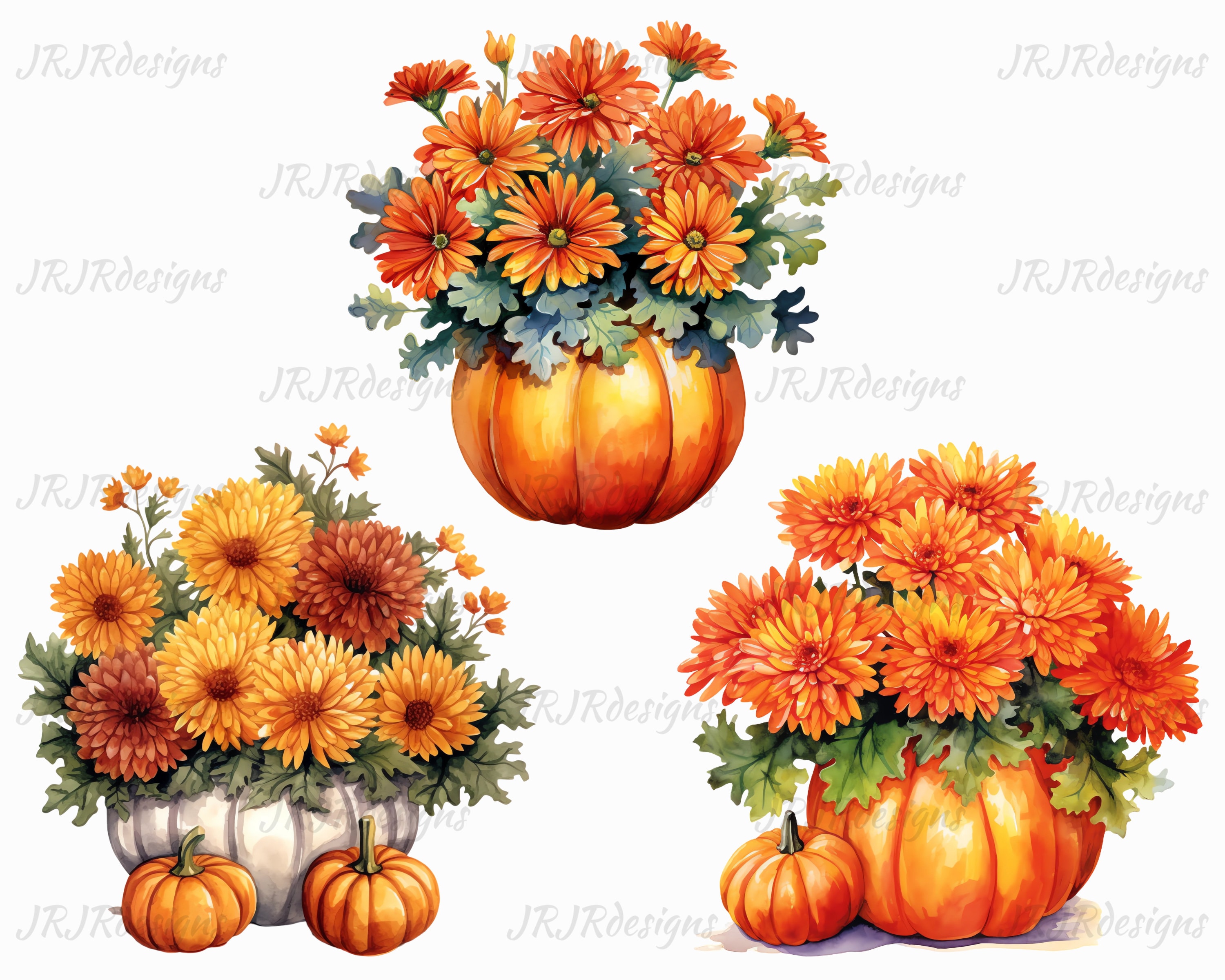 20 Mums in a Pumpkin Clipart Bundle 300 DPI Watercolor Fall Flowers ...