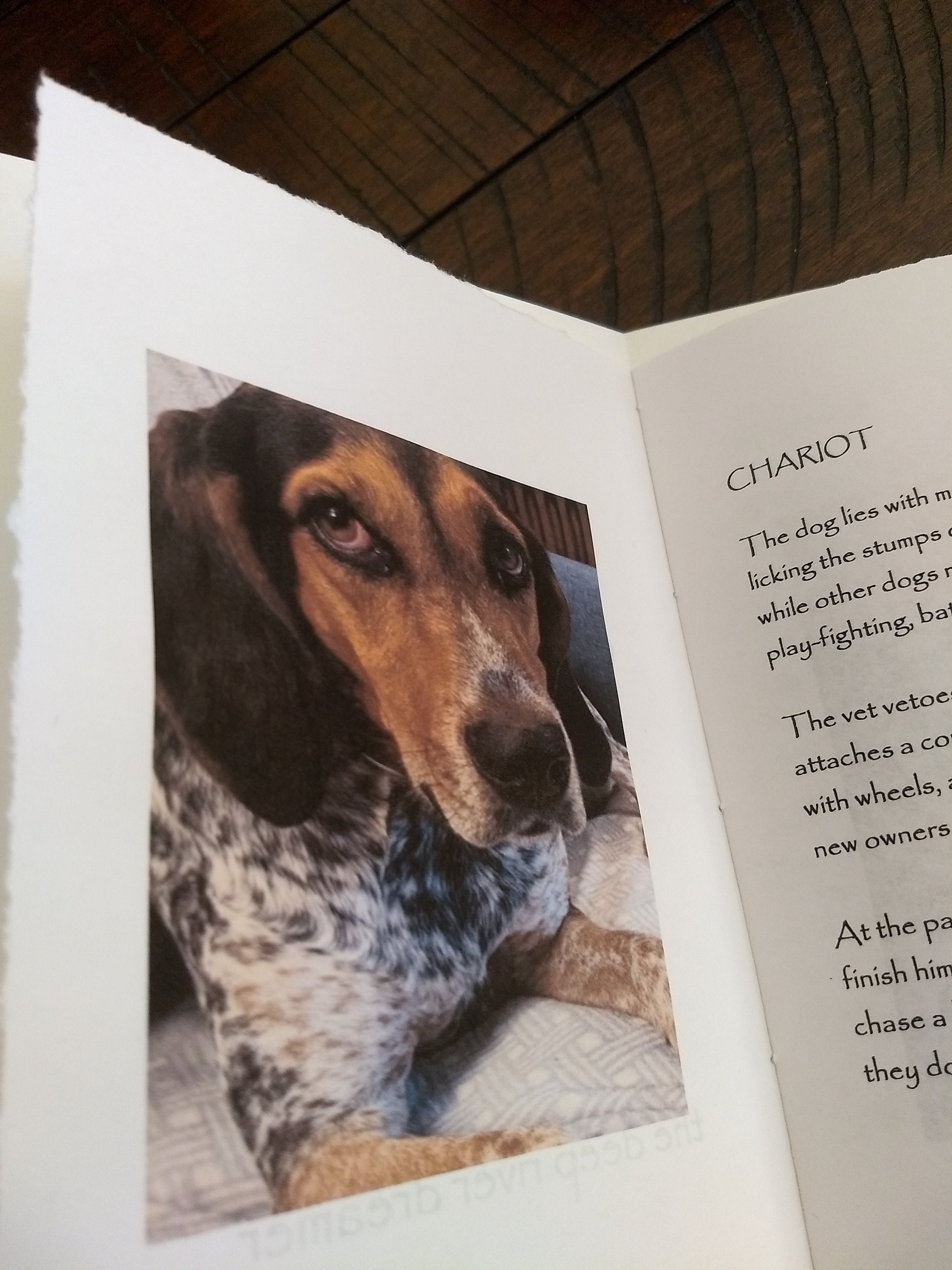 Forest Cathedral - 4 Poems by Thedeepriverdreamer - Etsy