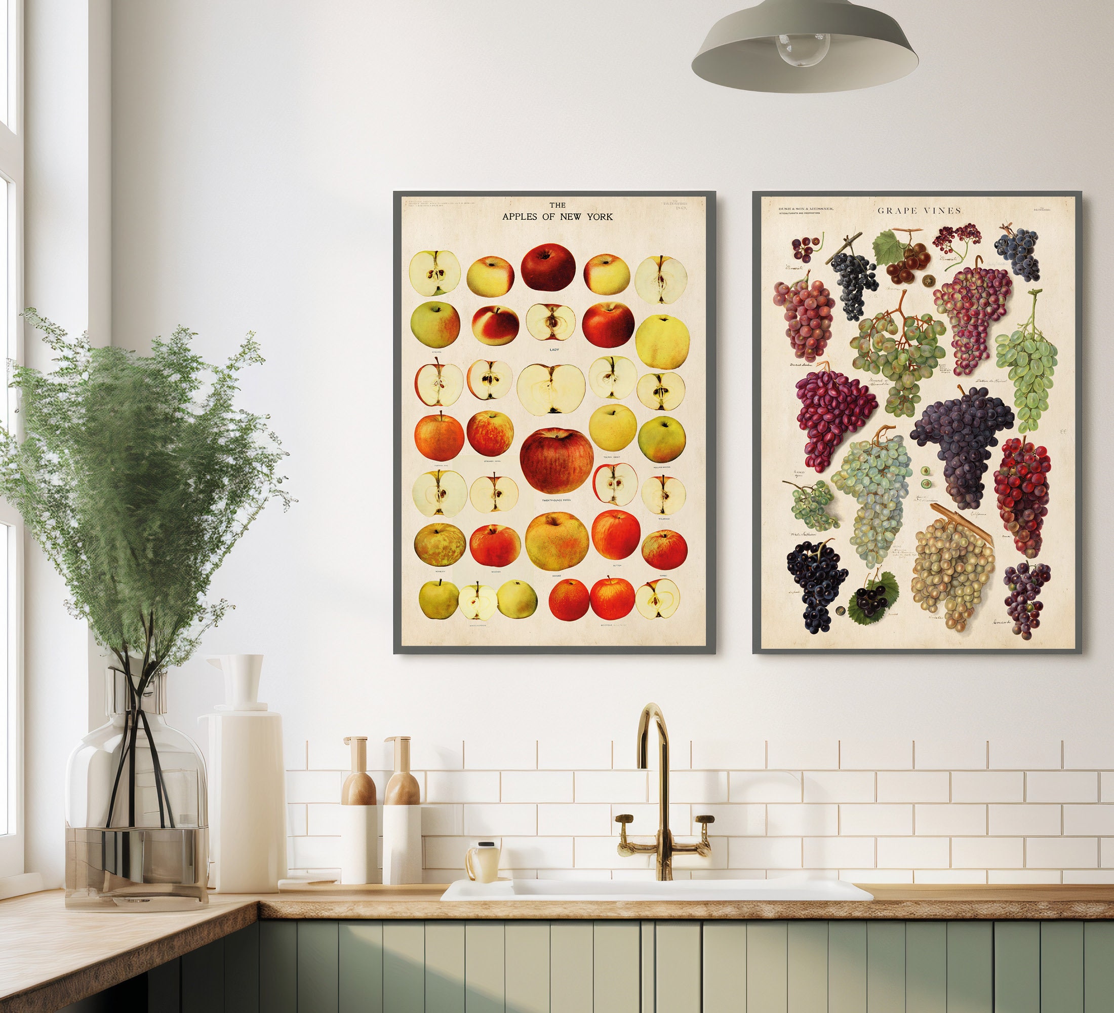 Vintage Grapes Print, Wine Chart Poster, Botanical Book Plate Decor ...
