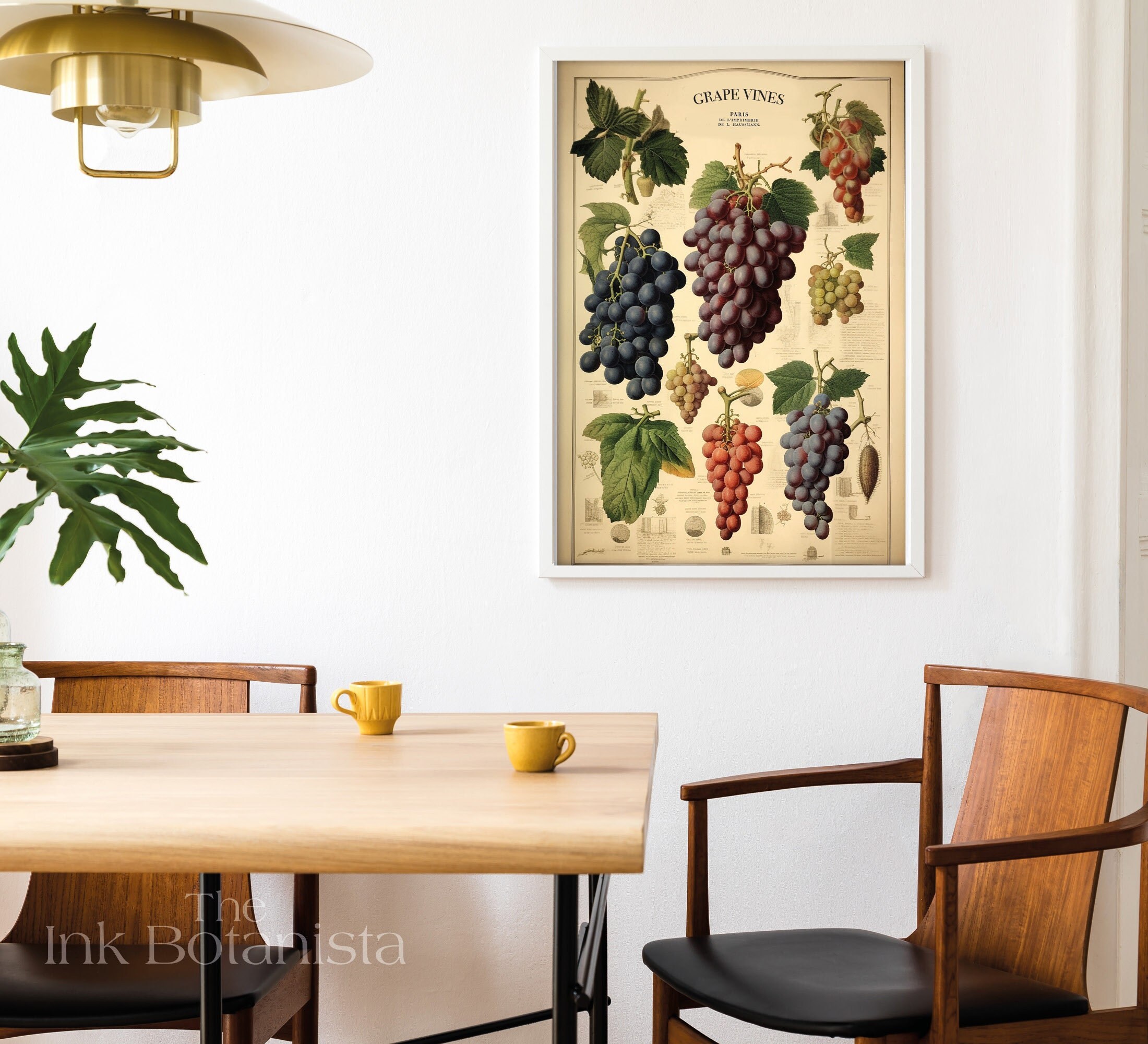 Vintage Grape Types Chart Grape Vines Print Wine Making - Etsy