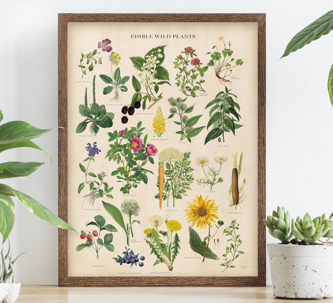 Edible Plants Print, Herbs Chart Poster, Medical Plant Types Print ...