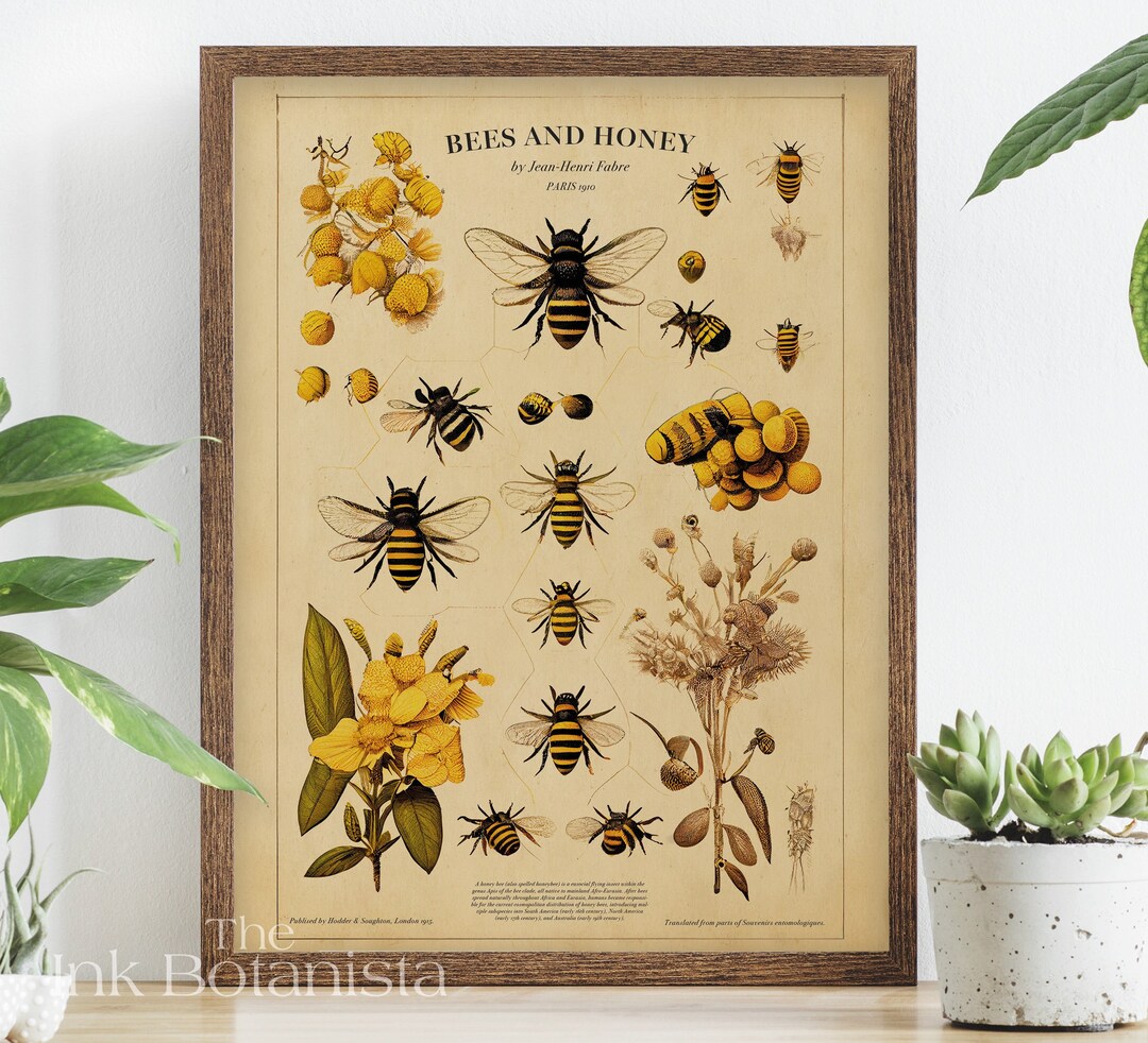 Bees Chart Print, Bees Poster, Bee Illustration, Bee Types Print, Bees ...