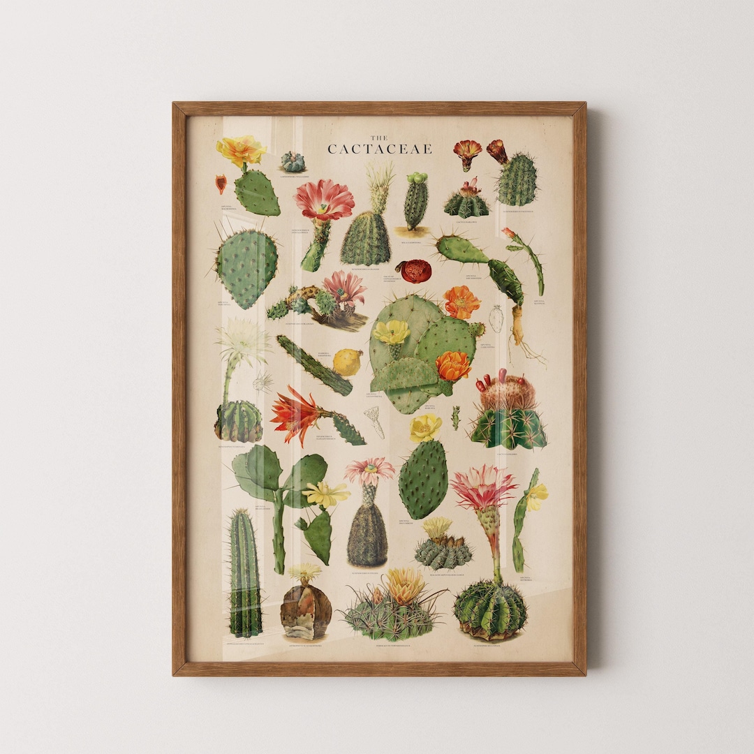 Cactus Chart Print, Vintage Botanical Succulent Wall Art - Etsy