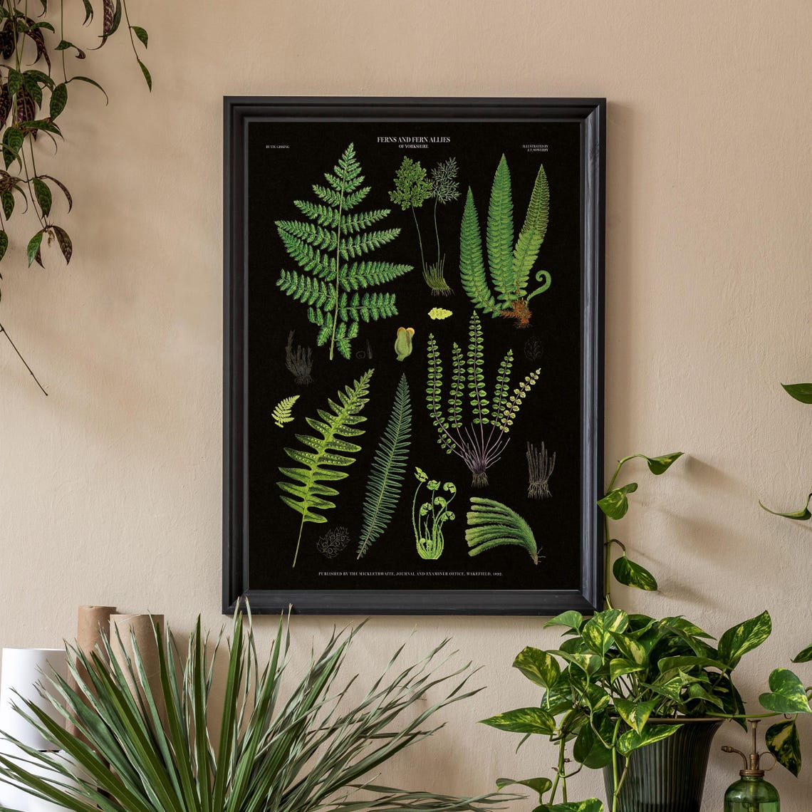 Vintage Fern Illustrations Poster, Ferns and Fern Allies of Yorkshire ...